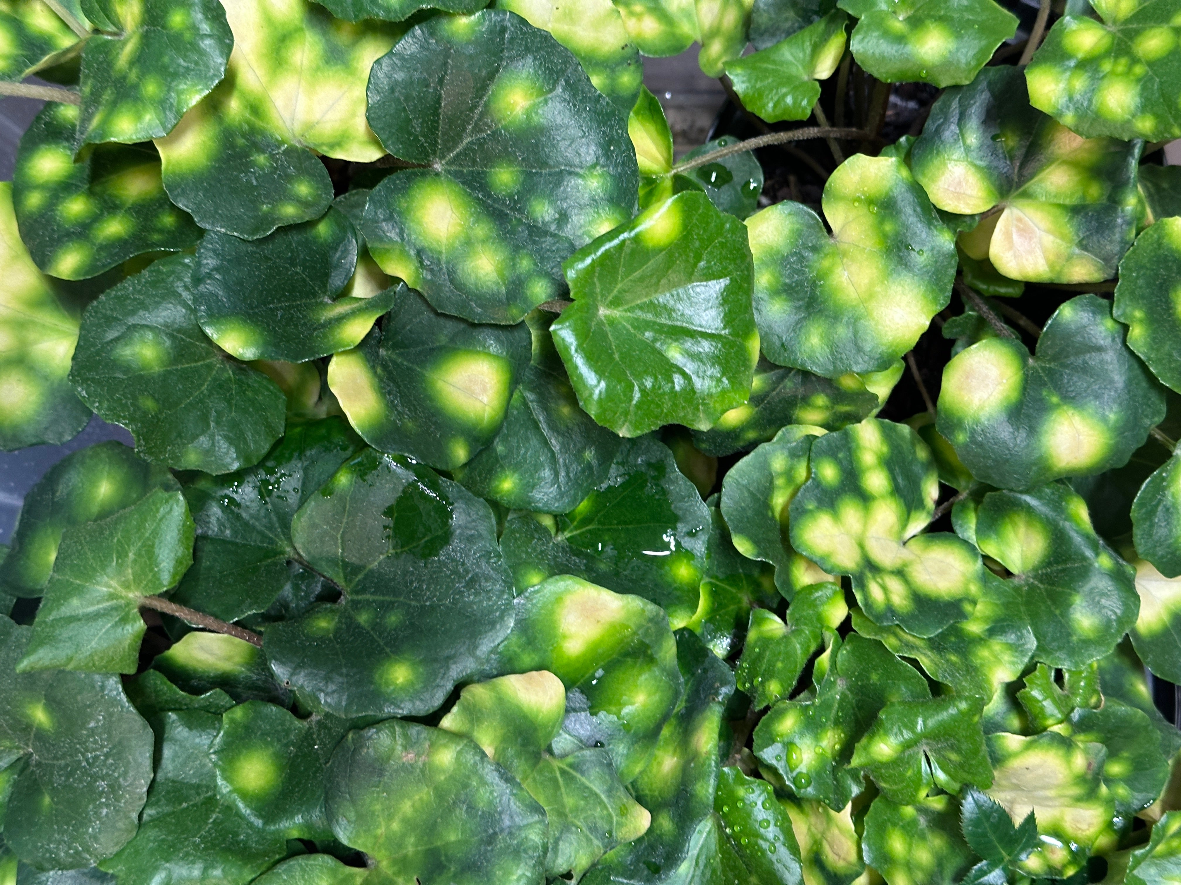 Firefly Leopard Plant 🐾 | Fibonacci Plants