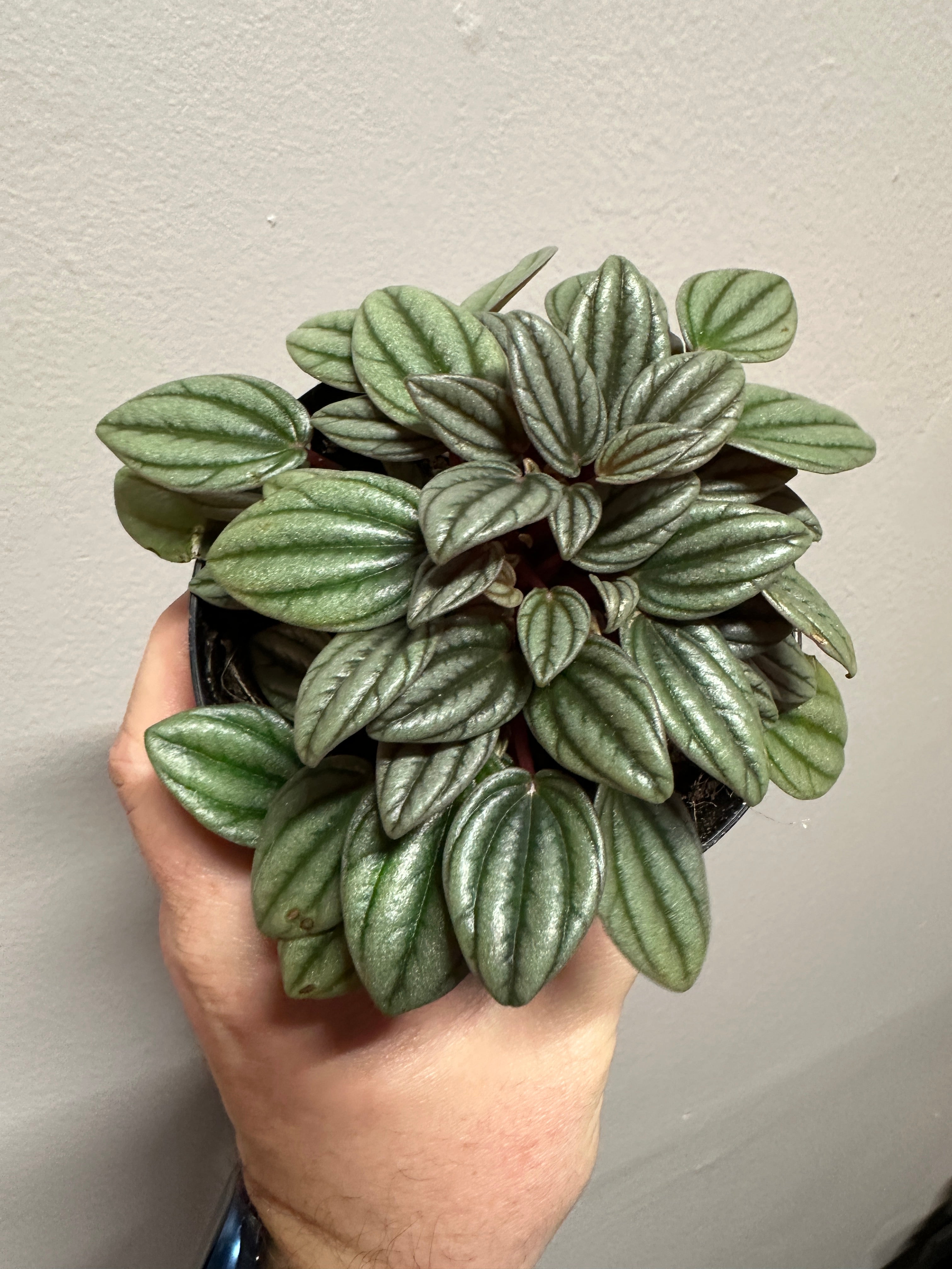 Peperomia 'Little Toscani' 🐾 | Fibonacci Plants