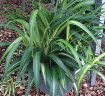 Airplane/Spider Plant 🐾 | Fibonacci Plants
