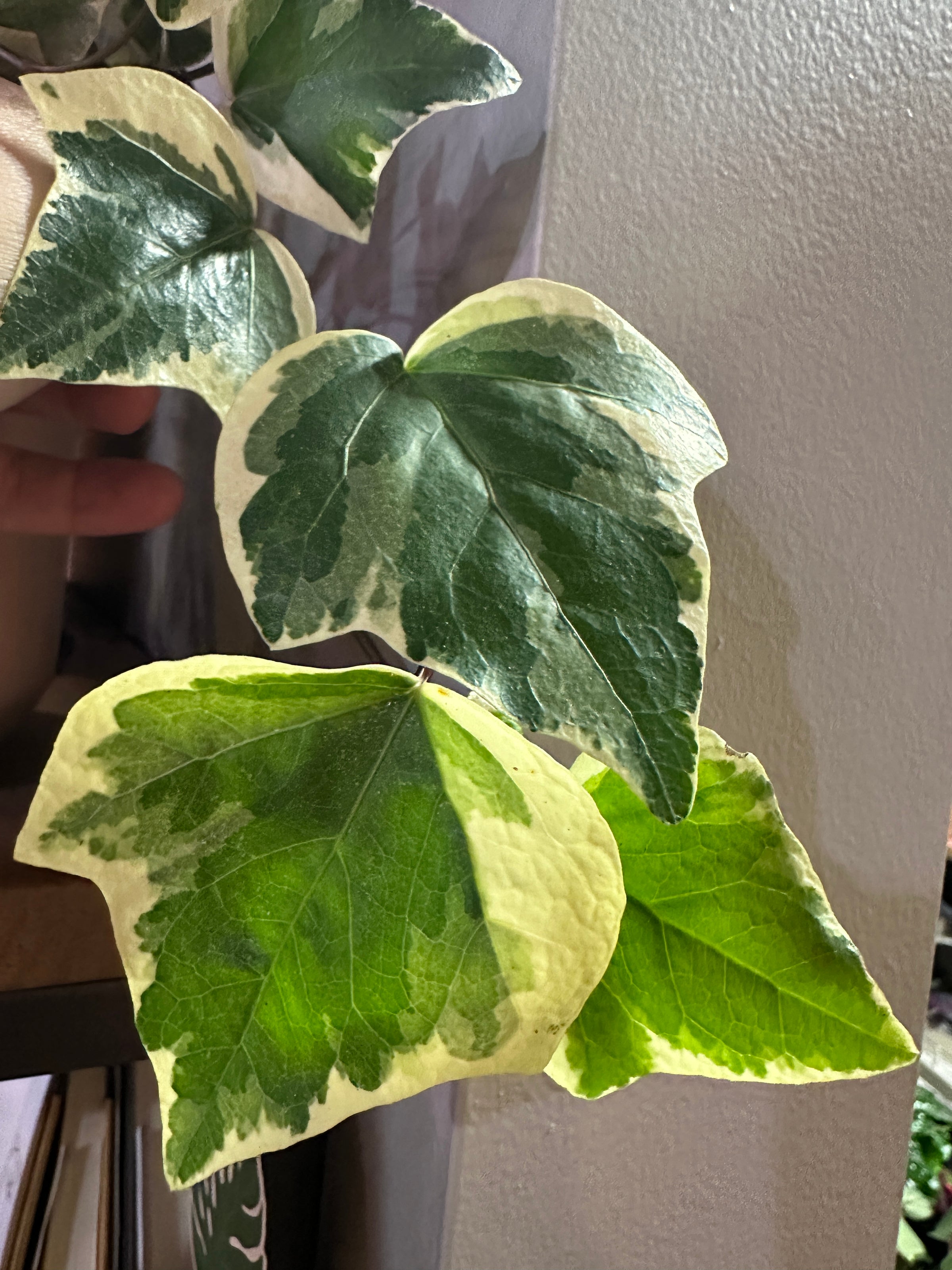 Algerian Ivy 'Gloire de Marengo' | Fibonacci Plants