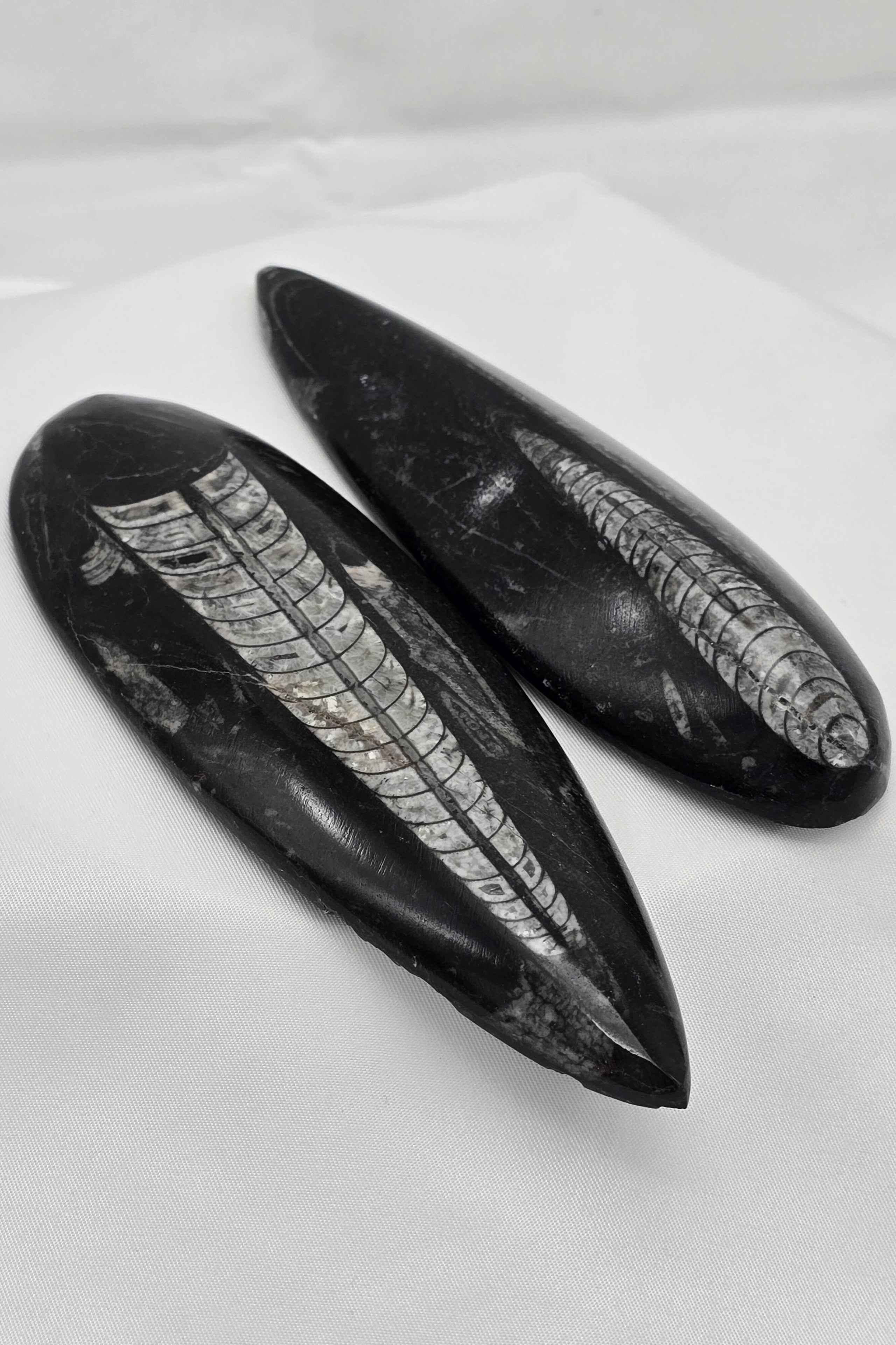 Orthoceras fossil | Fibonacci Plants