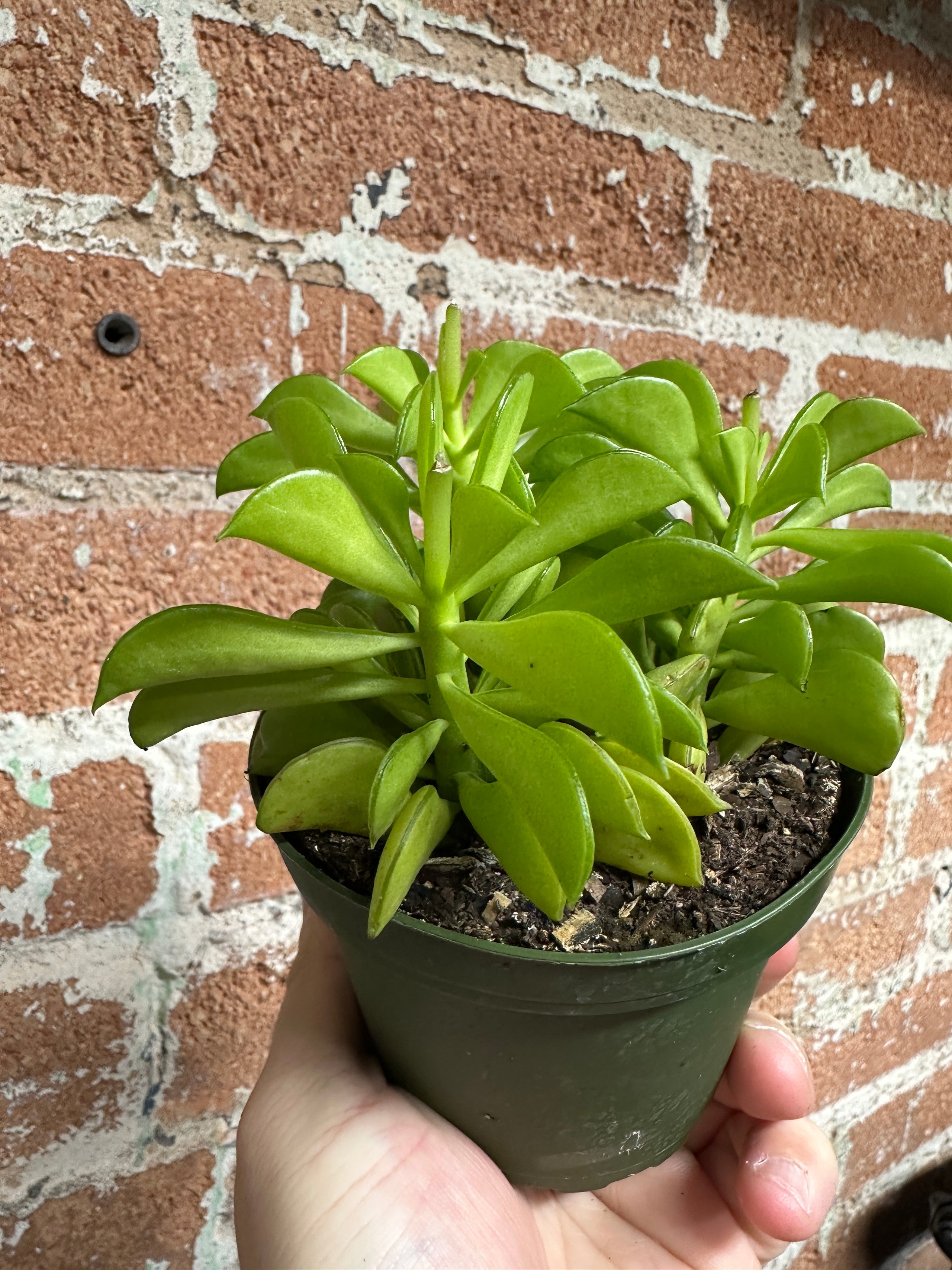 Taco Leaf Peperomia 🐾 | Fibonacci Plants