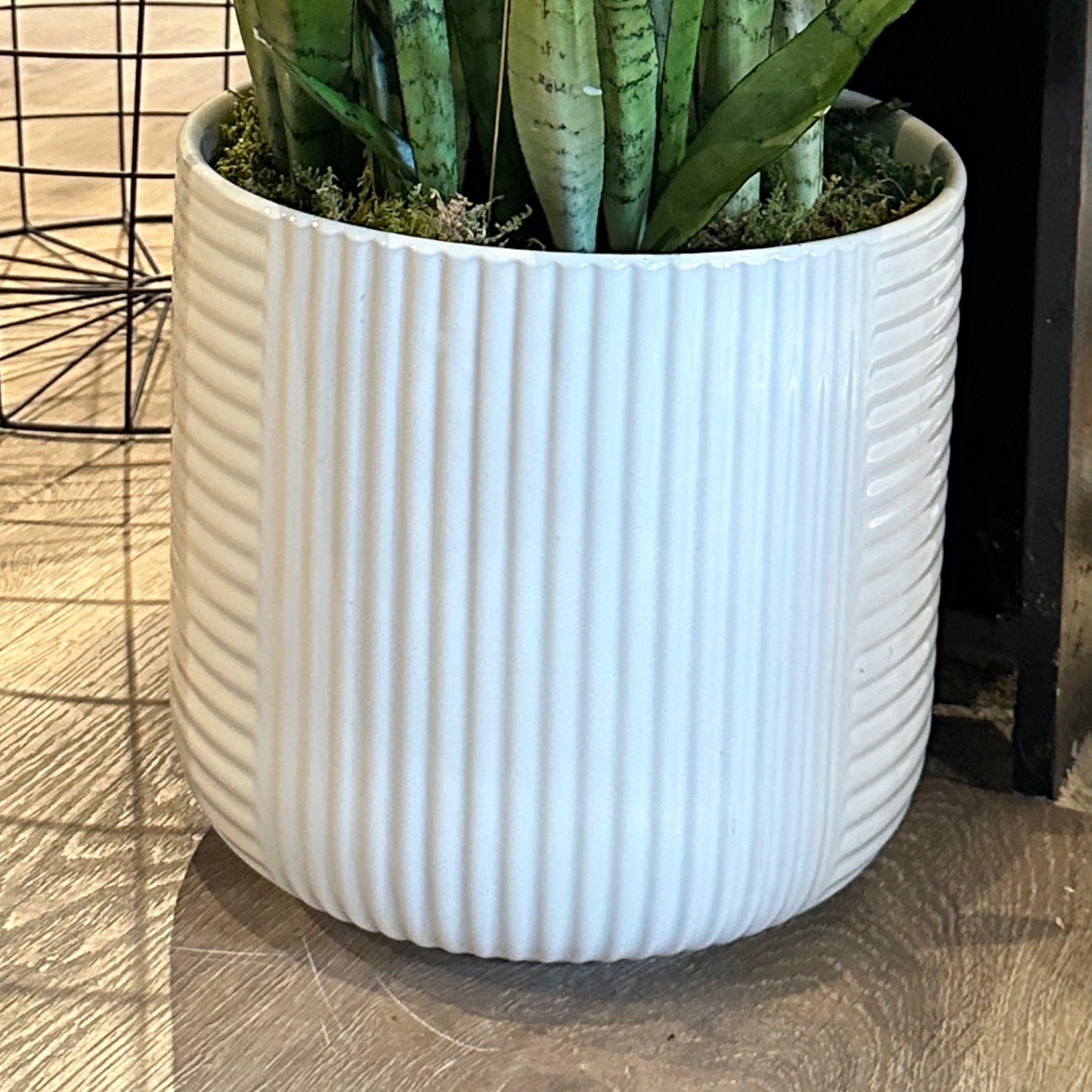 Cecilia Planter | Fibonacci Plants