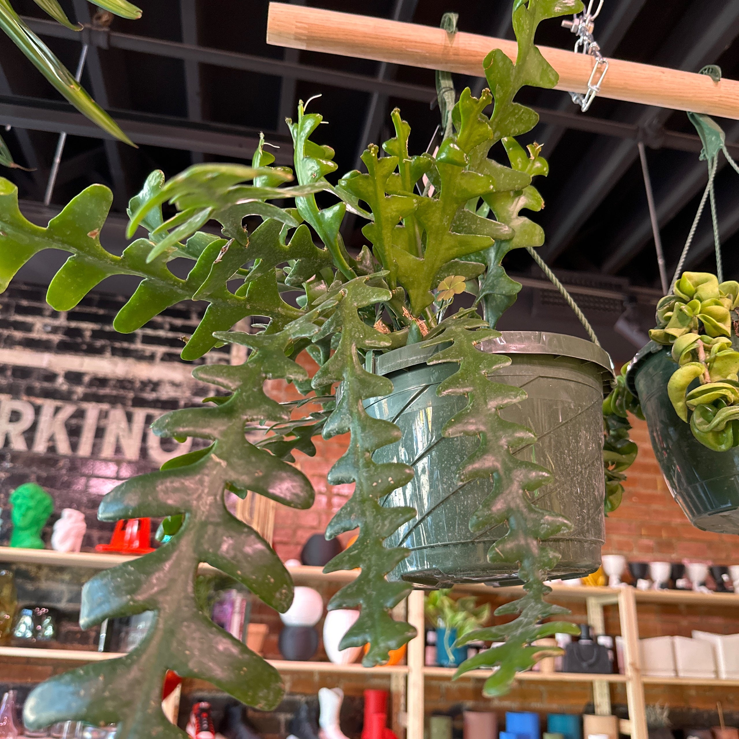 Epiphyllum - Ric-Rac Cactus 🐾 | Fibonacci Plants