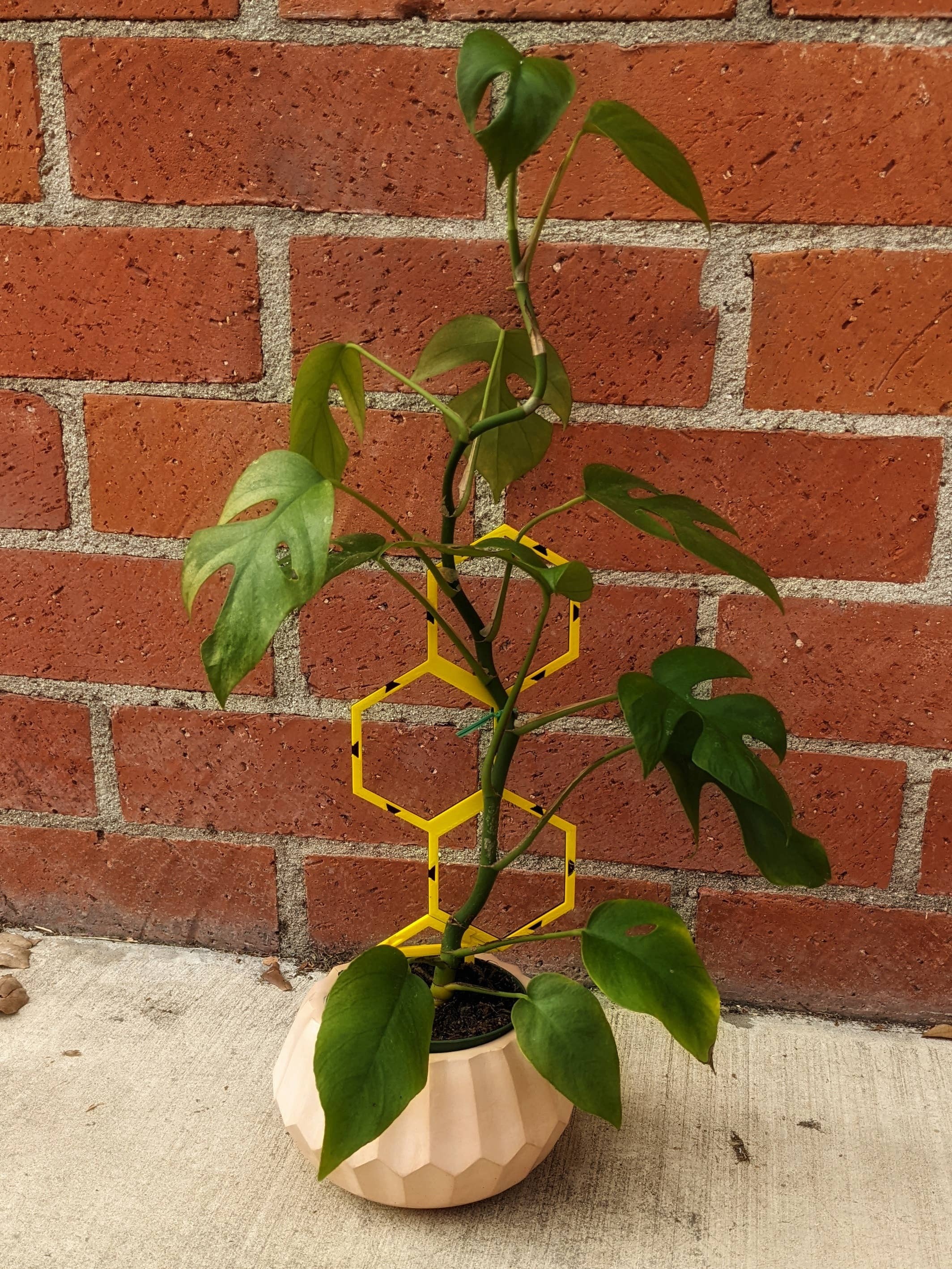 Modular Trellis | Fibonacci Plants