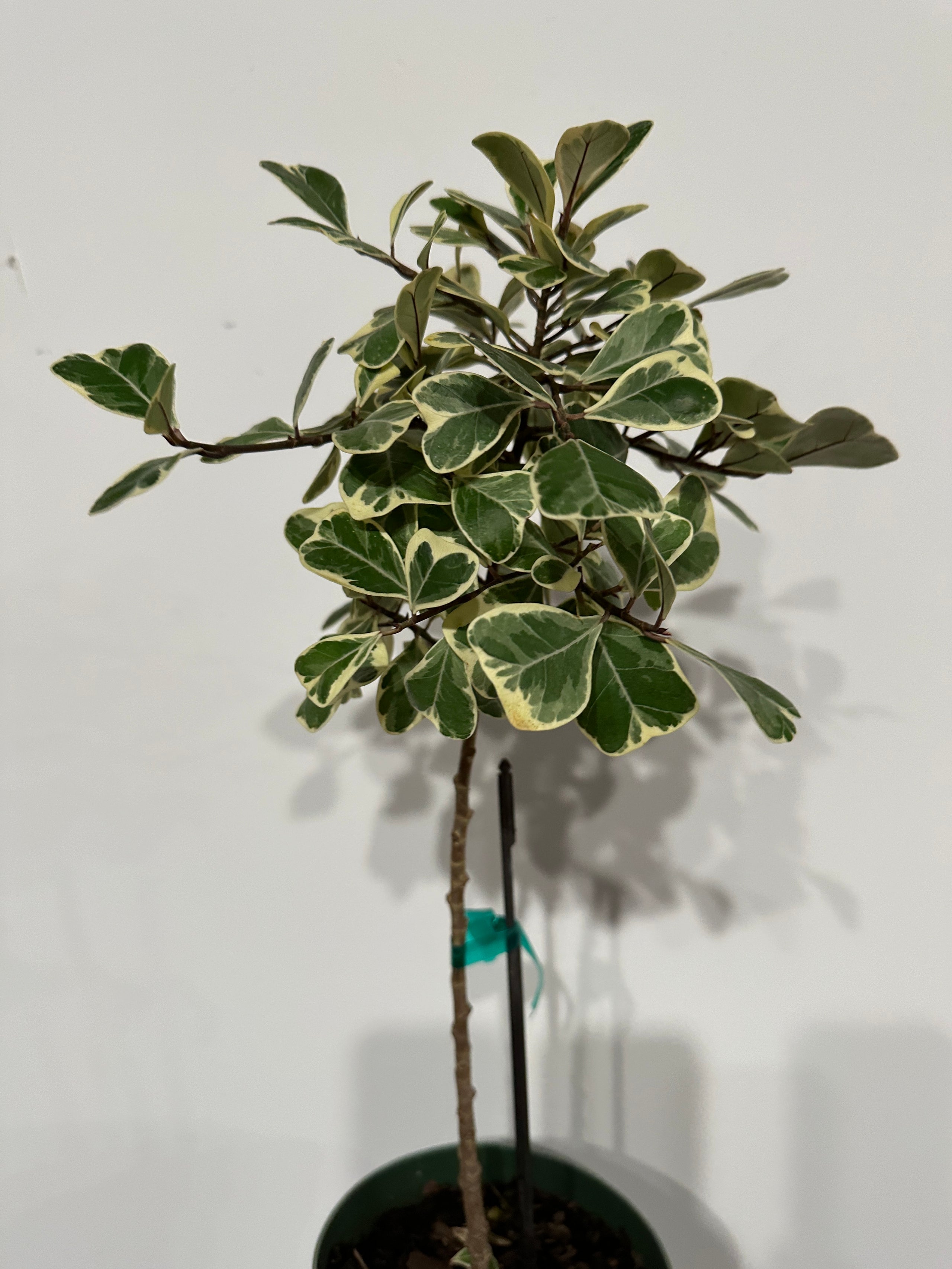 Triangle Fig | Fibonacci Plants