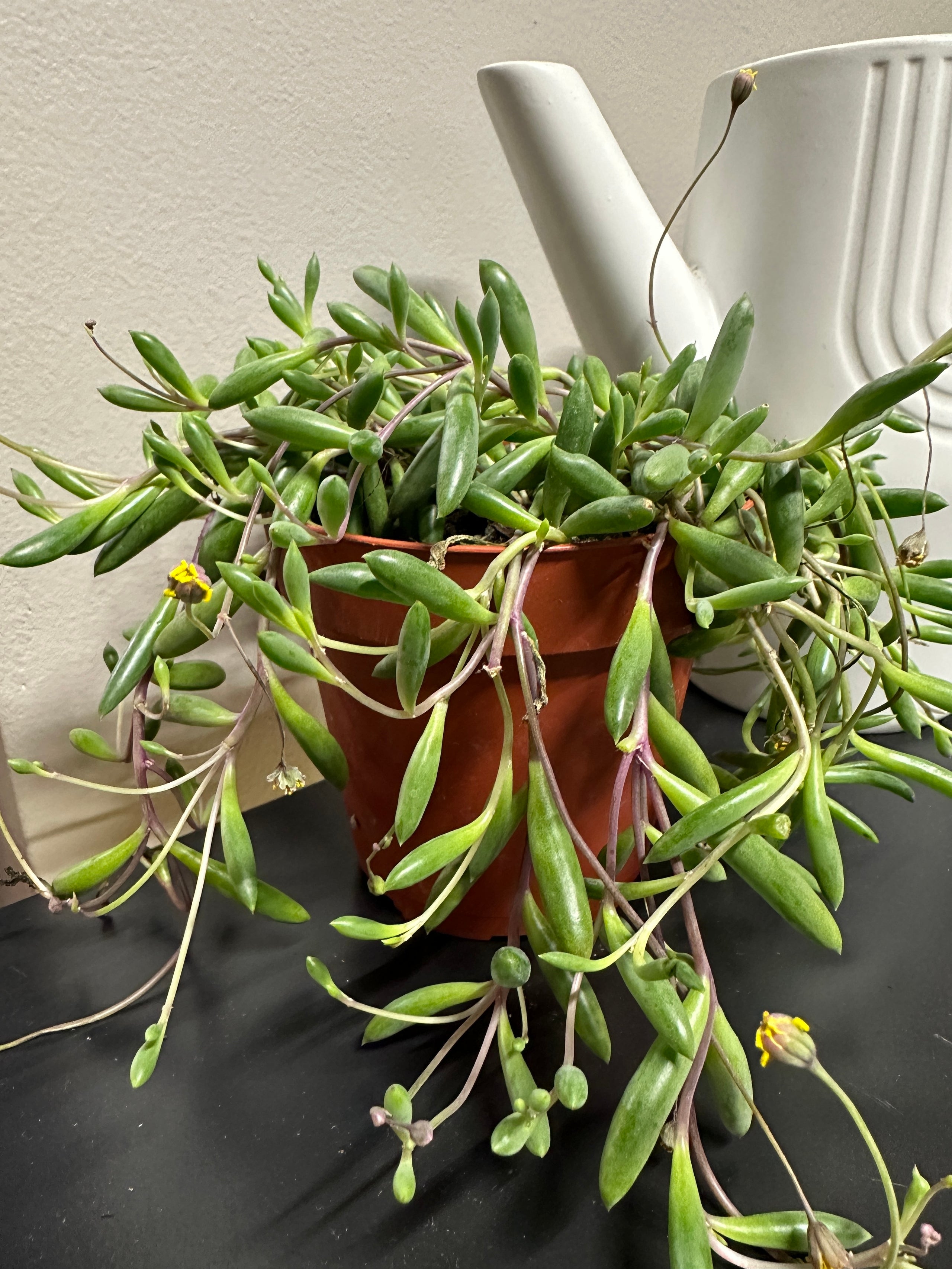 String of Pickles 🐾 | Fibonacci Plants