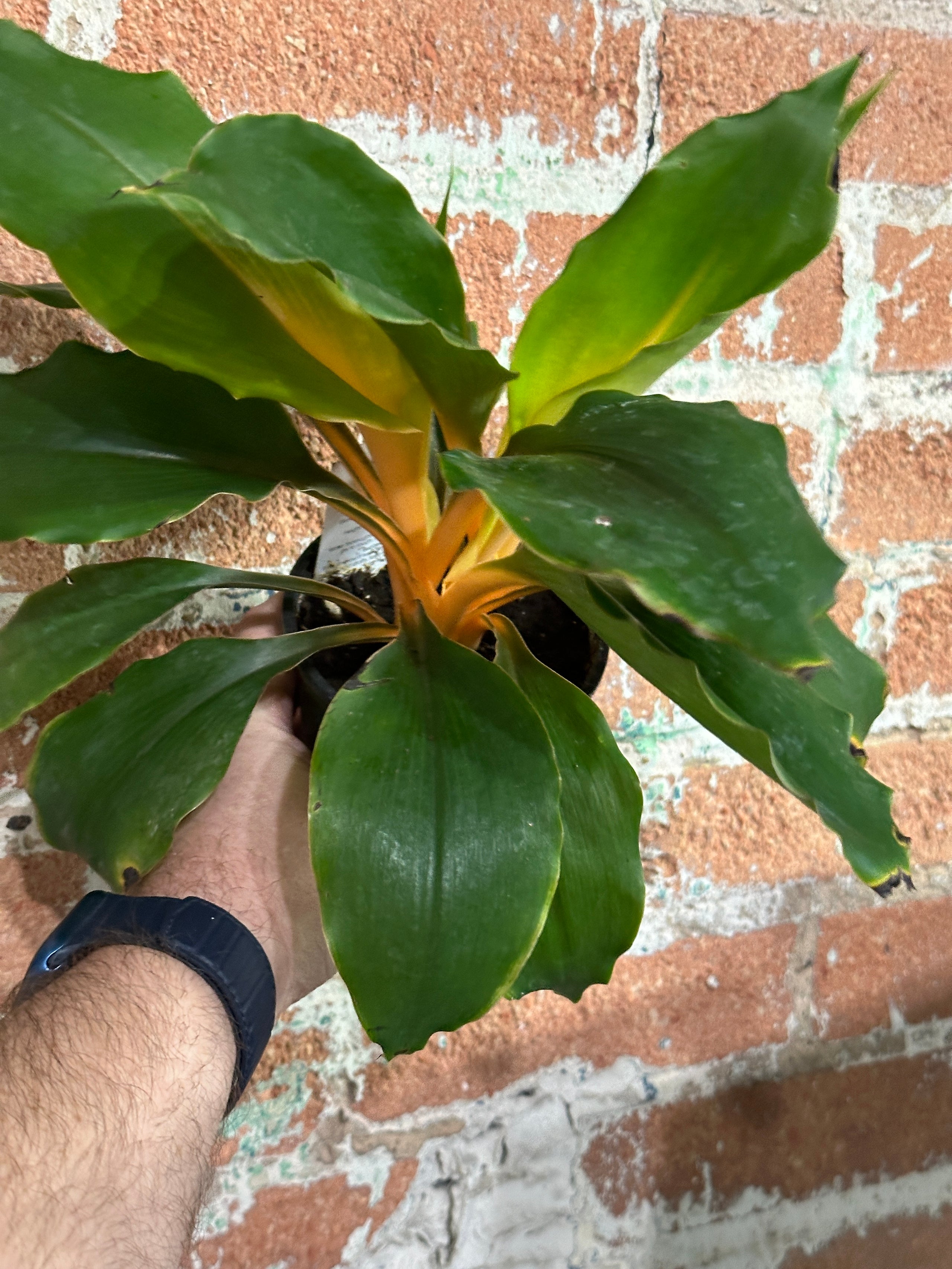 Mandarin Spider Plant 🐾 | Fibonacci Plants